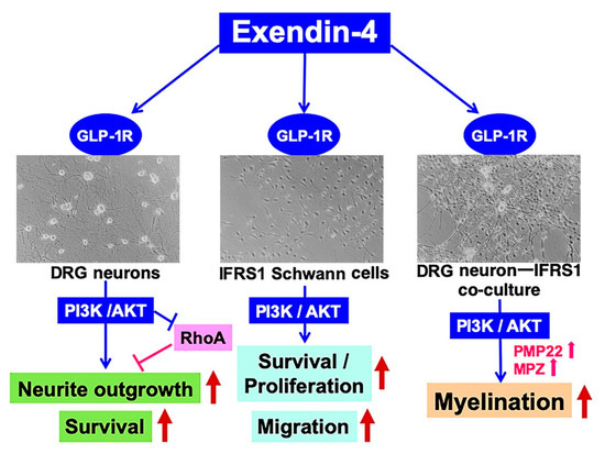 Exendin-4 Promotes Schwann Cell Survival/Migration and Myelination In Vitro