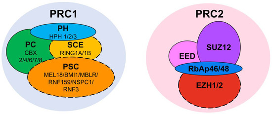 The Role of Polycomb Group Protein BMI1 in DNA Repair and Genomic Stability