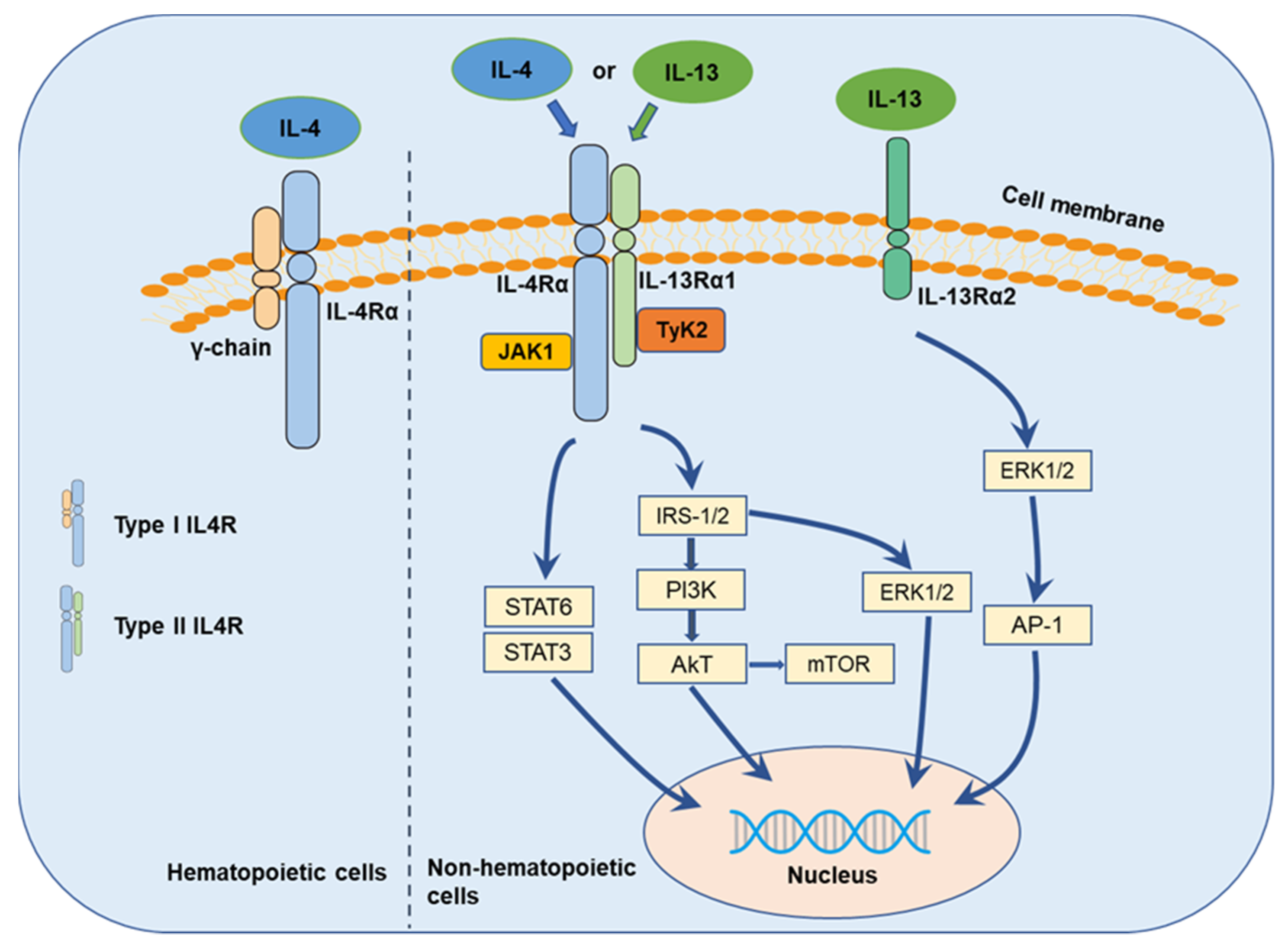 IJMS | Free Full-Text | Involvement of IL-4, IL-13 and Their Receptors in Pancreatic Cancer