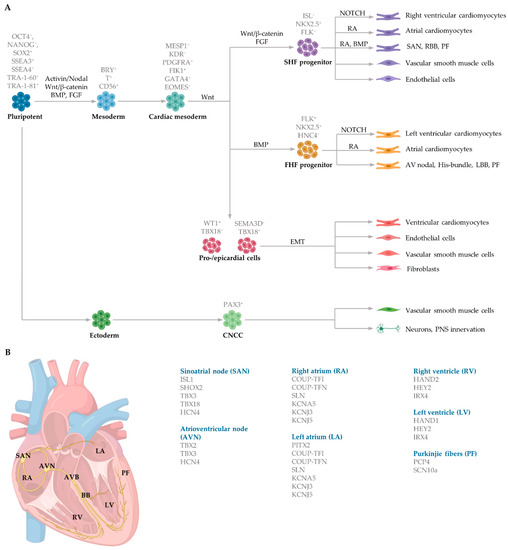 Bioengineering Clinically Relevant Cardiomyocytes and Cardiac Tissues ...