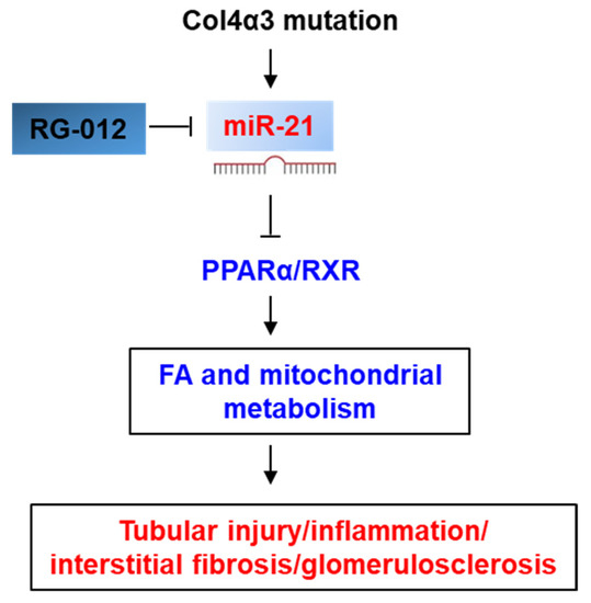Non-Coding RNAs in Hereditary Kidney Disorders