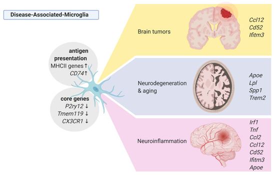 Microglia Diversity in Healthy and Diseased Brain: Insights from Single ...