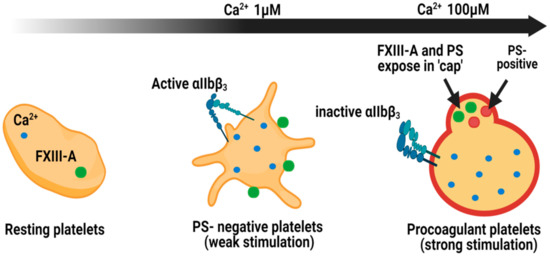 Factor XIII-A: An Indispensable “Factor” in Haemostasis and Wound Healing