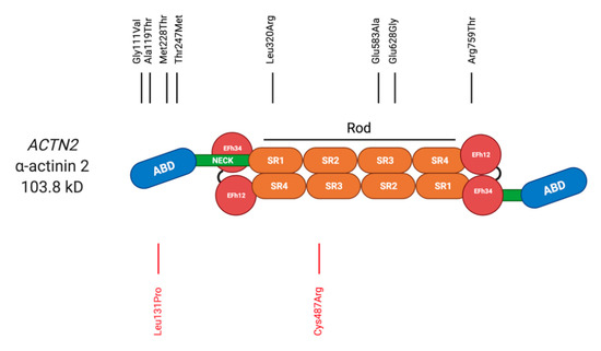 The Role of Z-disc Proteins in Myopathy and Cardiomyopathy