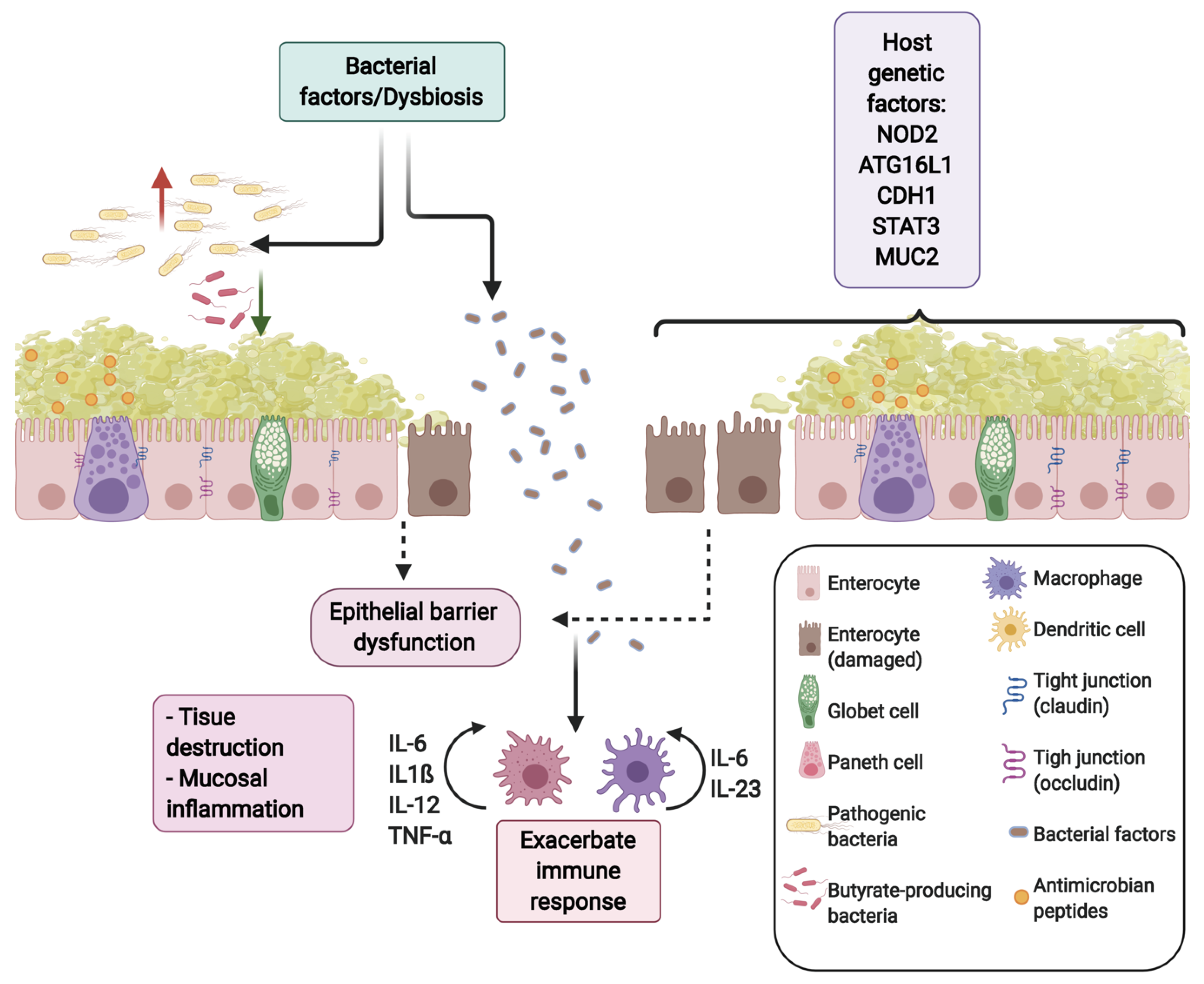 Ijms Free Full Text Butyrate And The Fine Tuning Of Colonic