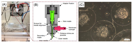 Coaxial Alginate Hydrogels: From Self-Assembled 3D Cellular Constructs ...