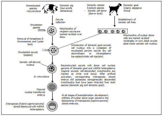 Extranuclear Inheritance of Mitochondrial Genome and Epigenetic ...