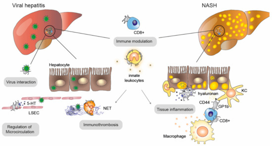 Till Death Do Us Part—The Multifaceted Role of Platelets in Liver Diseases