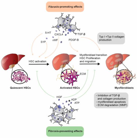 Till Death Do Us Part—The Multifaceted Role of Platelets in Liver Diseases