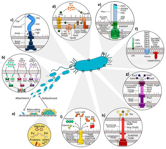 Pseudomonas aeruginosa: An Audacious Pathogen with an Adaptable Arsenal ...