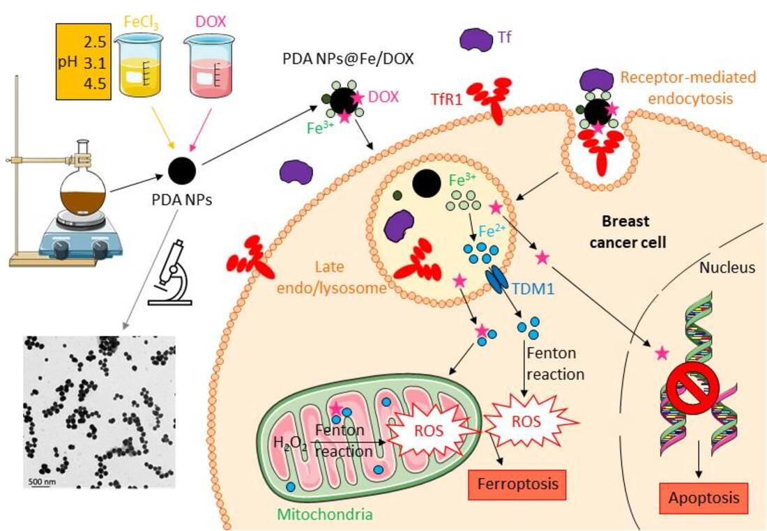 IJMS | Free Full-Text | Tailored-Made Polydopamine Nanoparticles to ...