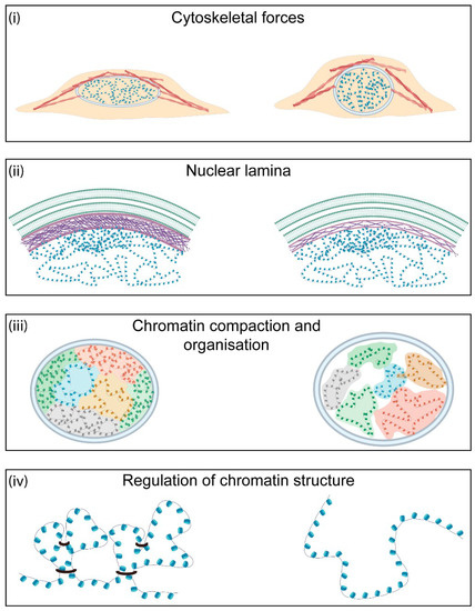 Regulation of Nuclear Mechanics and the Impact on DNA Damage