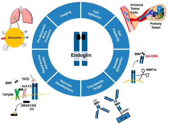 IJMS | Free Full-Text | Endoglin in the Spotlight to Treat Cancer