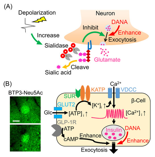 The Function of Sialidase Revealed by Sialidase Activity Imaging Probe