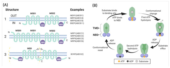 Pleiotropic Roles of ABC Transporters in Breast Cancer