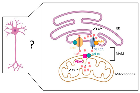 Involvement of Bcl-xL in Neuronal Function and Development