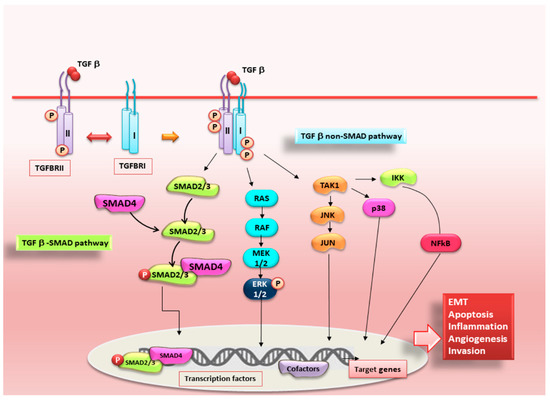 SMADS-Mediate Molecular Mechanisms in Sjögren’s Syndrome