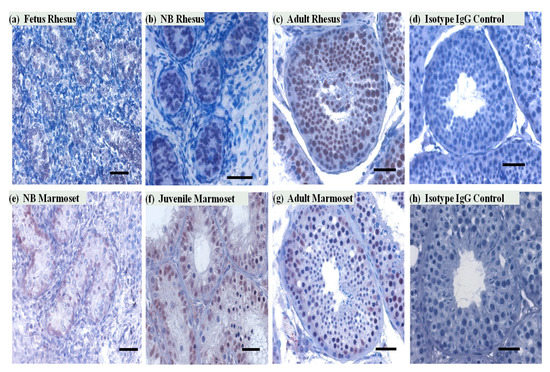 SIRT1 Expression and Regulation in the Primate Testis
