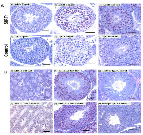 SIRT1 Expression and Regulation in the Primate Testis