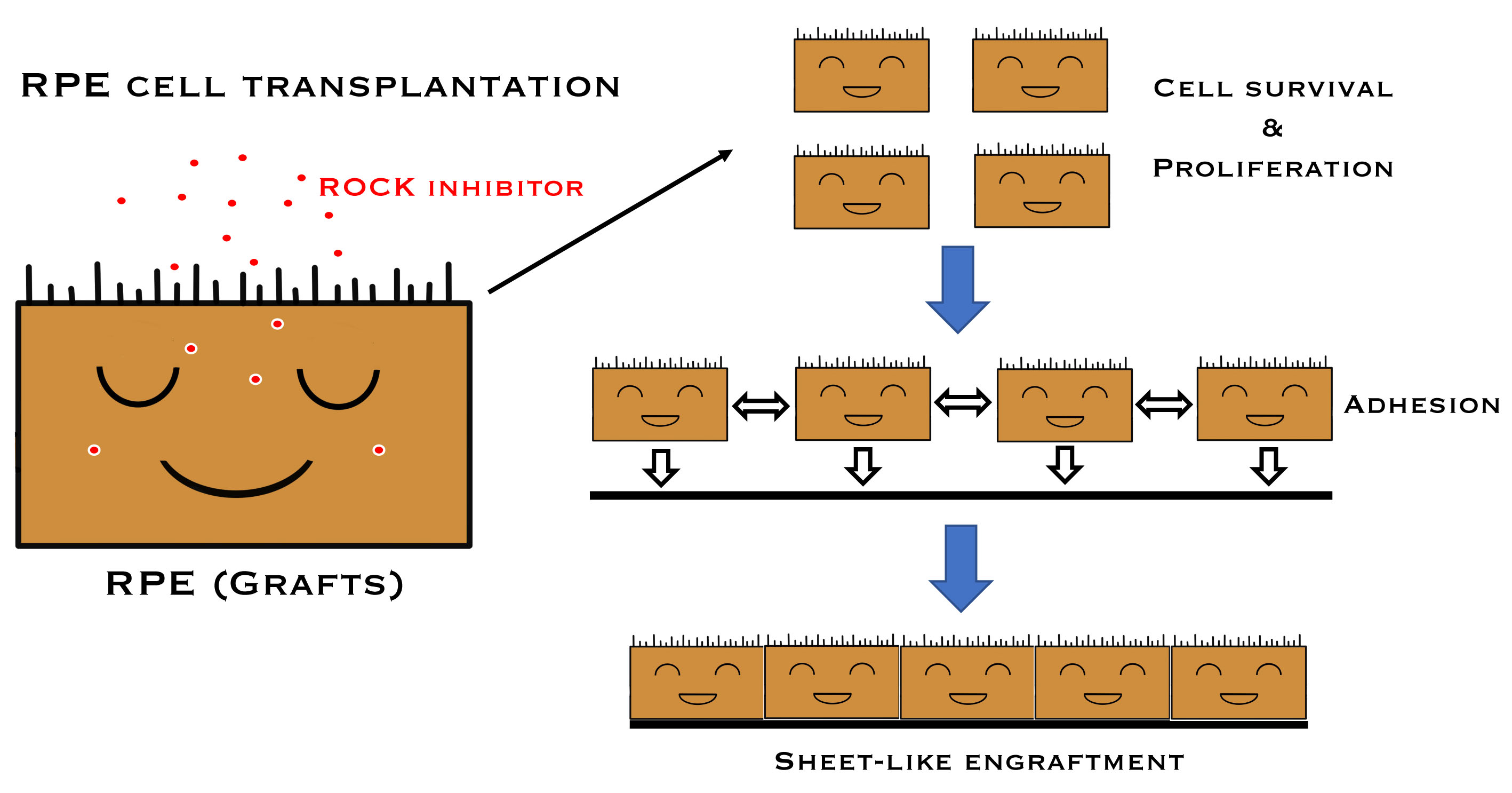 IJMS | Free Full-Text | A ROCK Inhibitor Promotes Graft Survival during ...