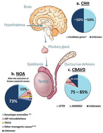 Genetics of Azoospermia