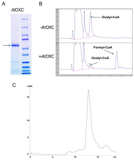 An Arabidopsis Oxalyl-CoA Decarboxylase, AtOXC, Is Important for ...