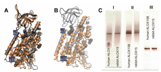 Conformational Heterogeneity and Cooperative Effects of Mammalian ALOX15
