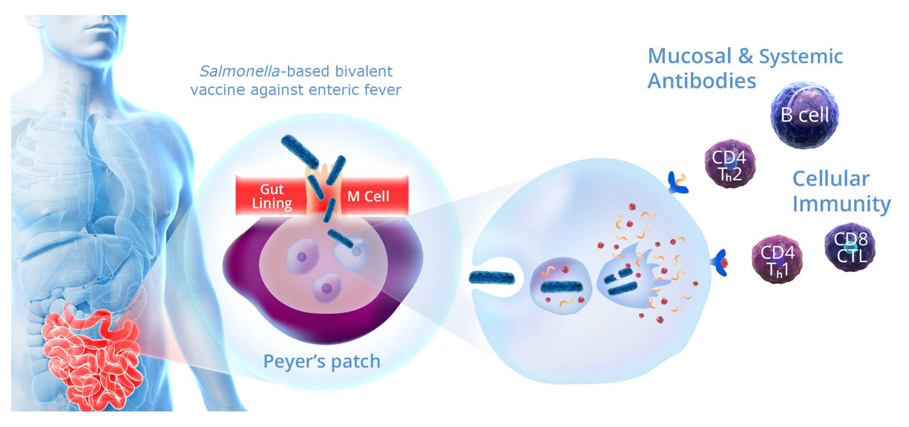 IJMS | Free Full-Text | Engineering a Novel Bivalent Oral Vaccine ...