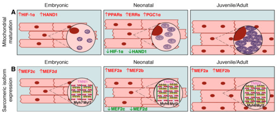 Transcriptional Regulation of Postnatal Cardiomyocyte Maturation and ...
