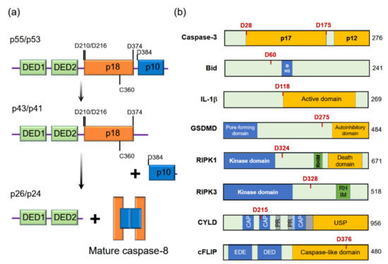 Ijms Free Full Text Regulation Of Caspase 8 Activity At The