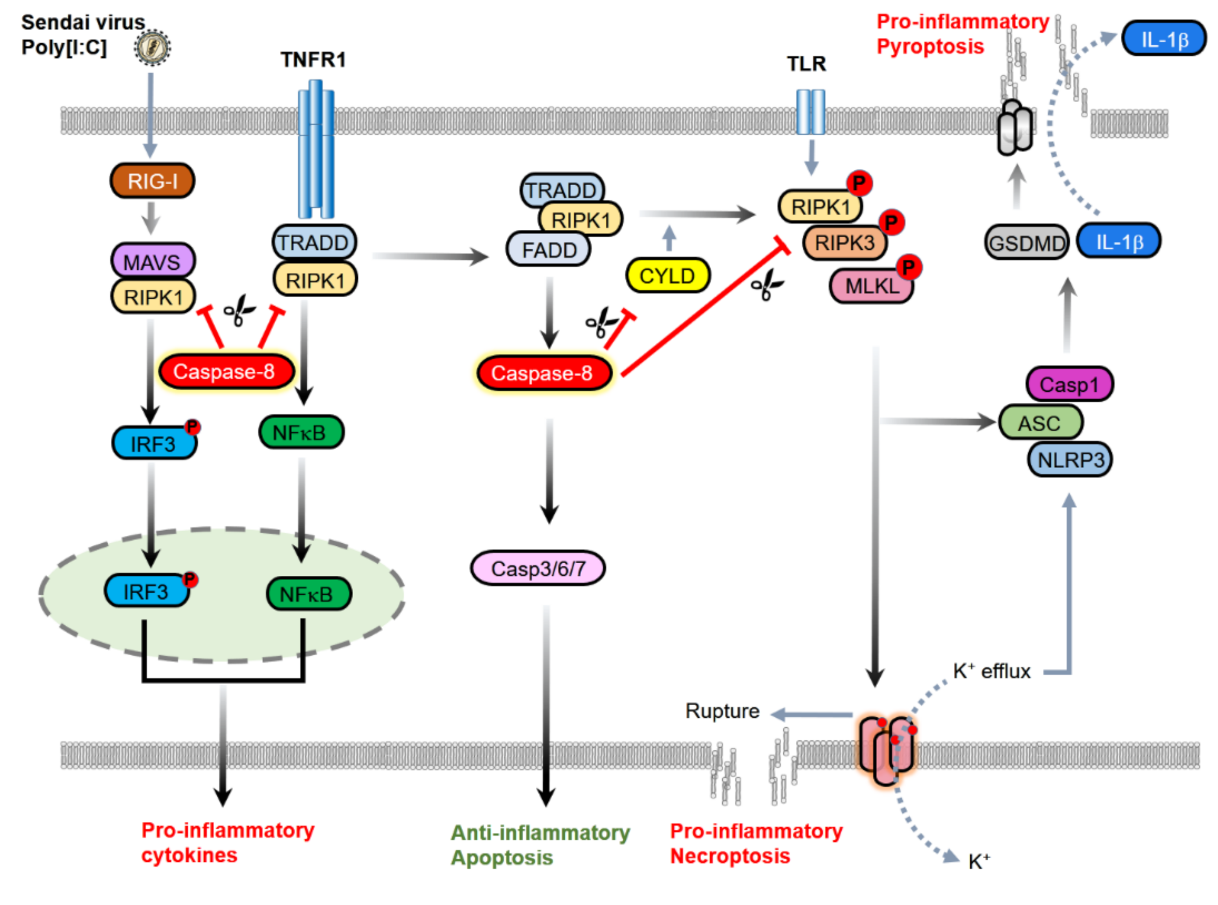 Ijms Free Full Text Regulation Of Caspase 8 Activity At The