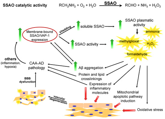 SSAO/VAP-1 in Cerebrovascular Disorders: A Potential Therapeutic Target ...