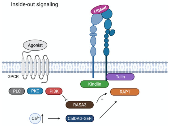 Exogenous Integrin αIIbβ3 Inhibitors Revisited: Past, Present and ...