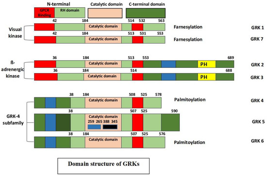 The GRKs Reactome: Role in Cell Biology and Pathology