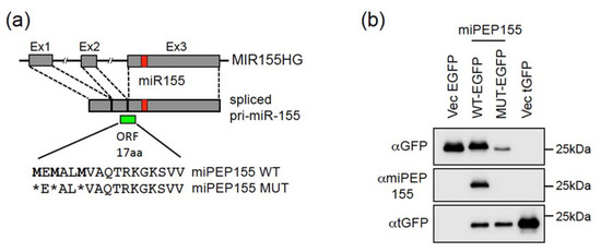Evidence That Regulation of Pri-miRNA/miRNA Expression Is Not a General ...
