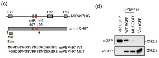 Evidence That Regulation of Pri-miRNA/miRNA Expression Is Not a General ...