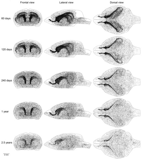 Proliferative Capacity of Adult Mouse Brain