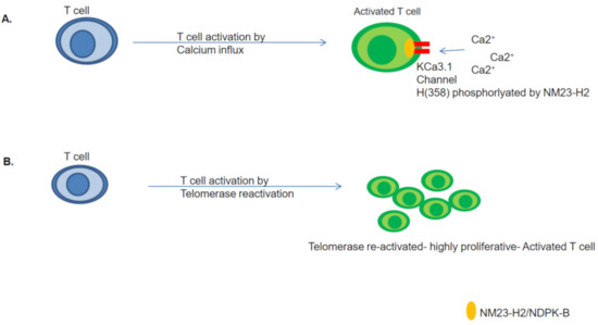 Emerging Molecular Connections between NM23 Proteins, Telomeres and ...