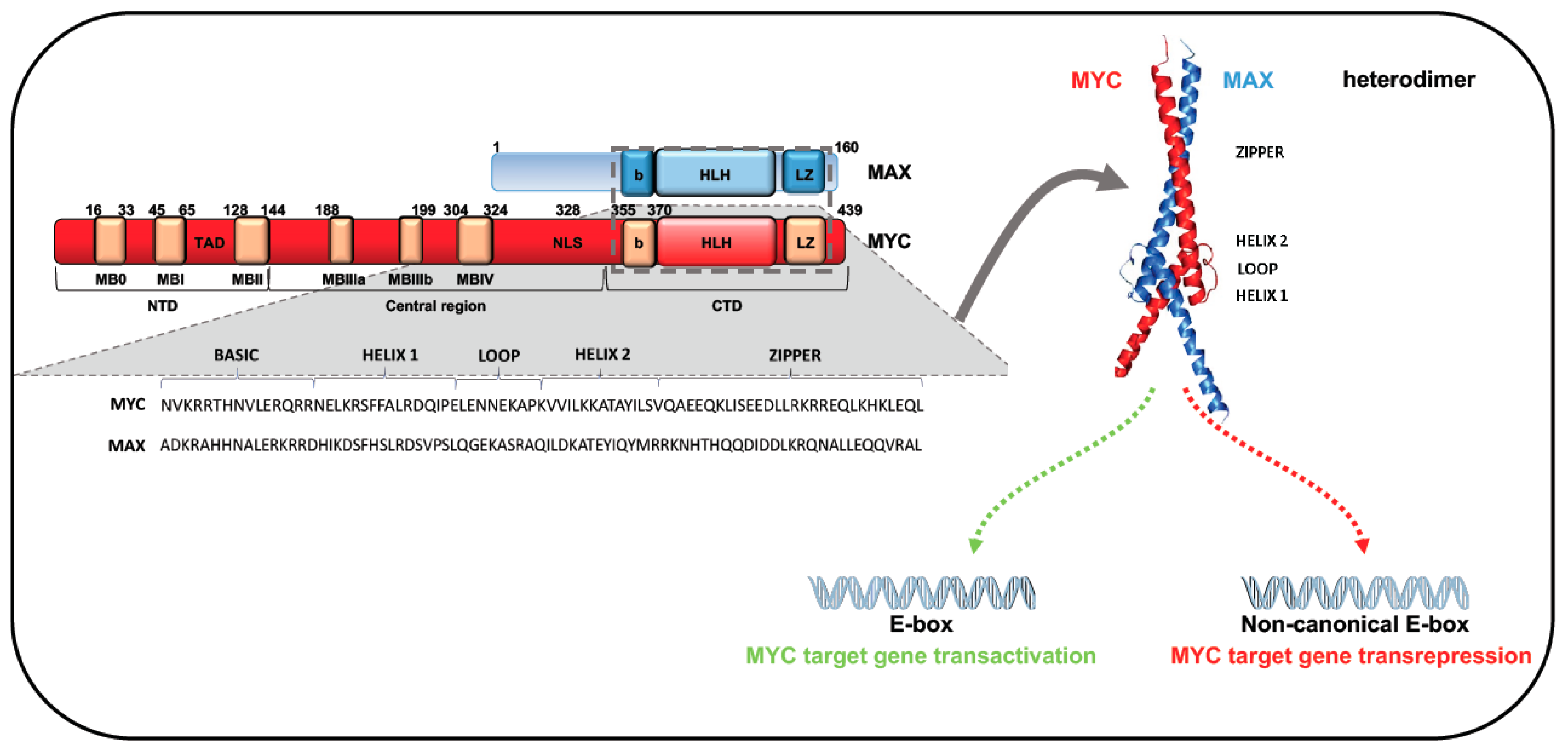 Gene Transactivation and Transrepression in MYC-Driven Cancers