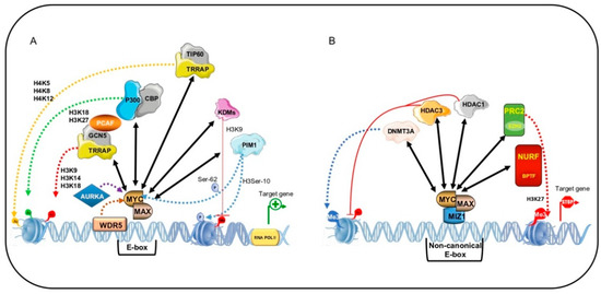 Gene Transactivation and Transrepression in MYC-Driven Cancers