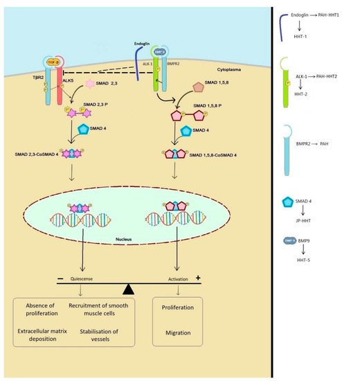 Pulmonary Vascular Complications in Hereditary Hemorrhagic ...