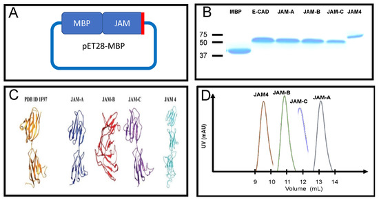 Molecular Characterization of the Extracellular Domain of Human ...