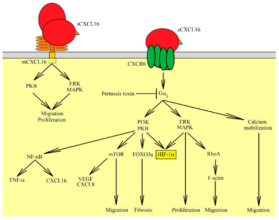 The Role of CXCL16 in the Pathogenesis of Cancer and Other Diseases