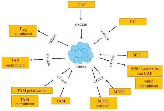 The Role of CXCL16 in the Pathogenesis of Cancer and Other Diseases