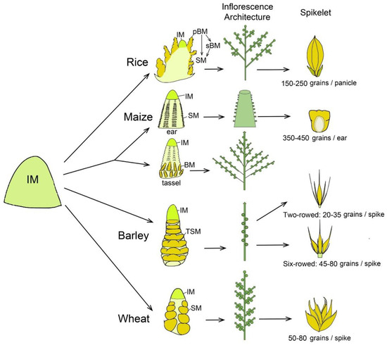 Molecular Insights into Inflorescence Meristem Specification for Yield Potential in Cereal Crops