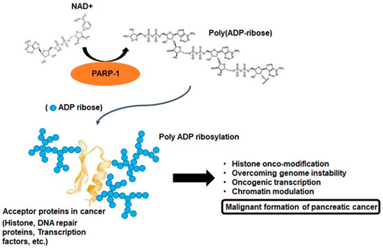 The Significance of Targeting Poly (ADP-Ribose) Polymerase-1 in Pancreatic Cancer for Providing ...