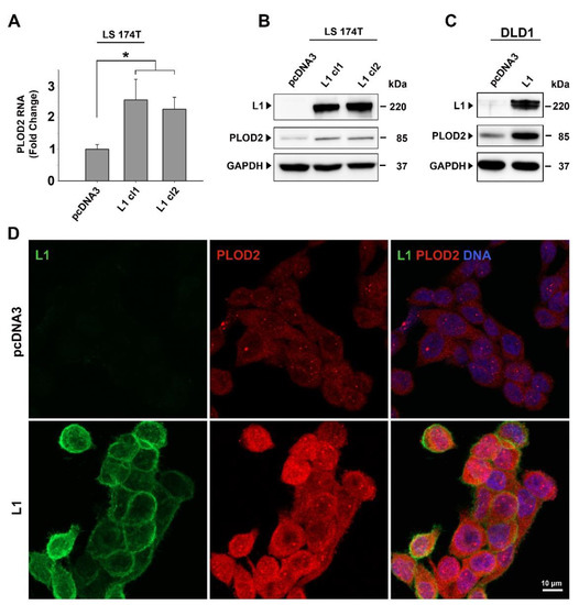 The Collagen-Modifying Enzyme PLOD2 Is Induced and Required during L1 ...