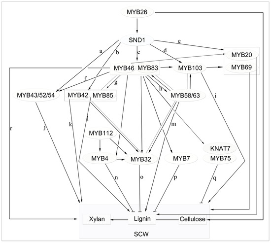 MYB Transcription Factors and Its Regulation in Secondary Cell Wall ...