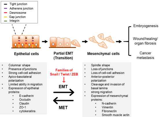 The Post-Translational Regulation of Epithelial–Mesenchymal Transition-Inducing Transcription ...