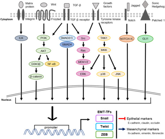 The Post-Translational Regulation of Epithelial–Mesenchymal Transition ...